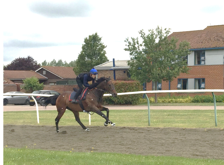 HBLB grant awarded to investigate coordination dynamics in racehorse ... HBLB grant awarded to investigate coordination dynamics in racehorse ...